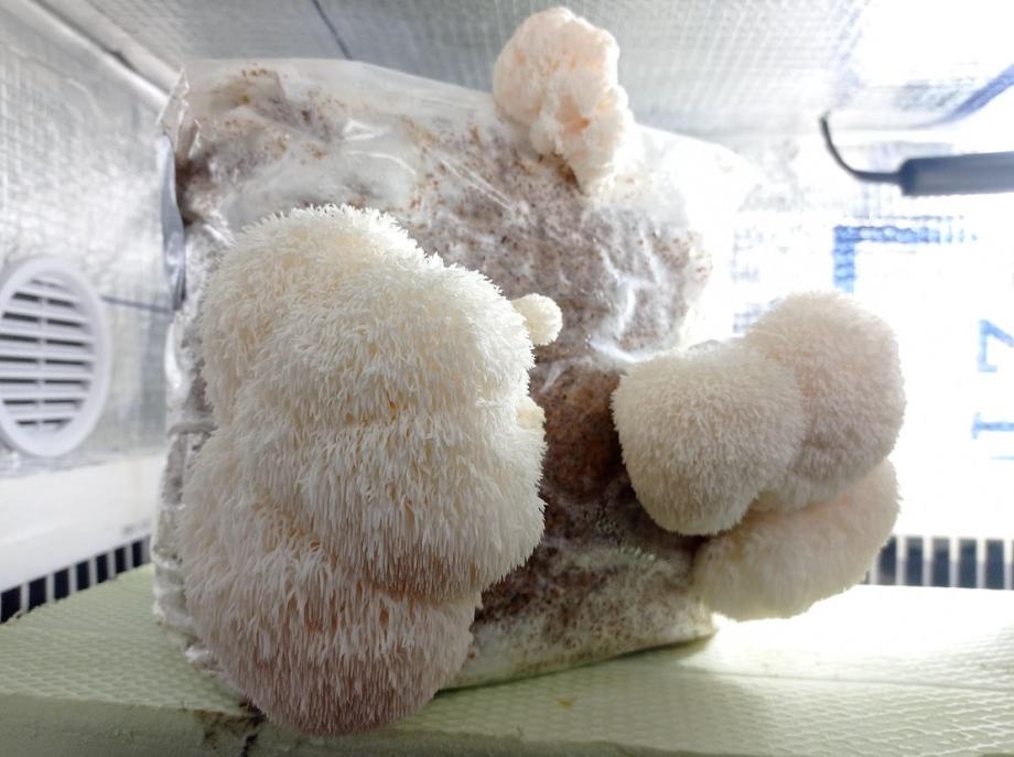 Micelij na zrnu žitarice- Ostrigar, šitake, reishi, bradovec, wine cap