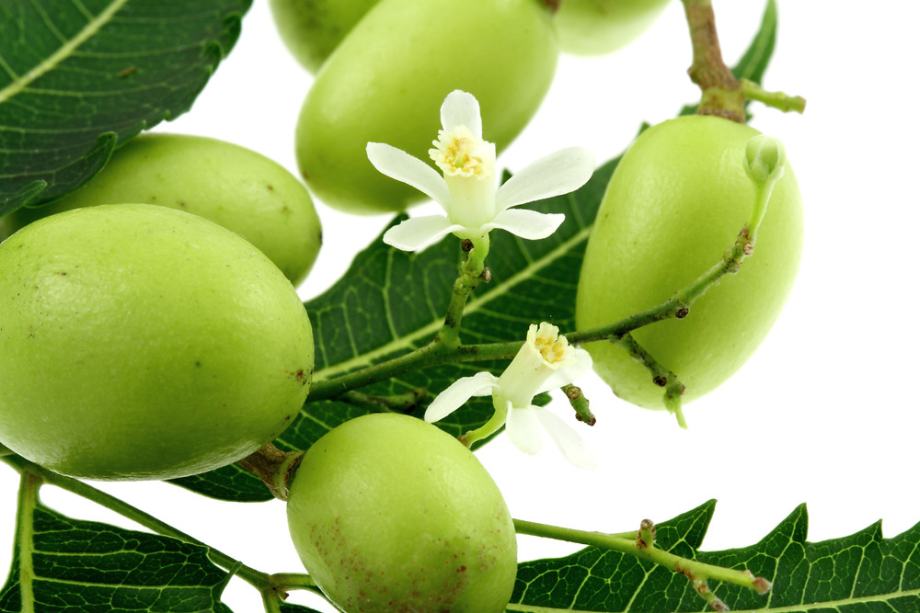 Neem olje 1000 ml - 100 % ekološka pridelava