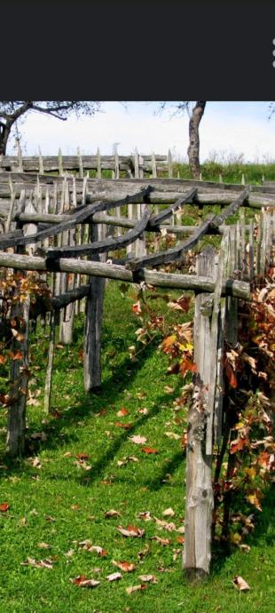 Obrezovanje brajde...vinograd