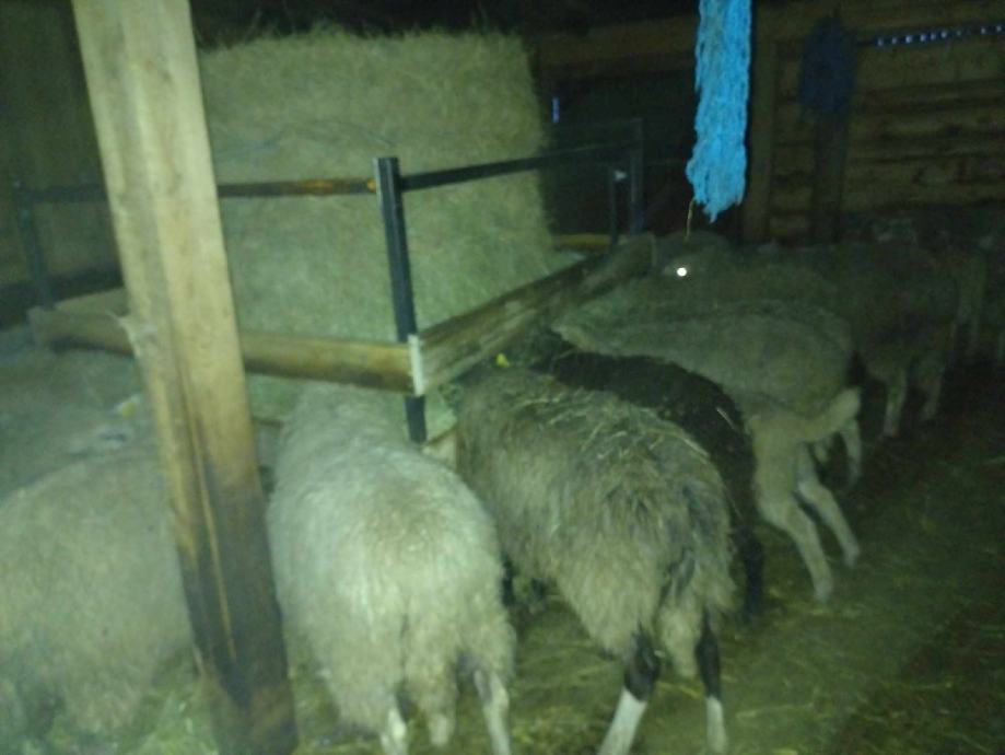 Ogrodje, jasli za krmo živali