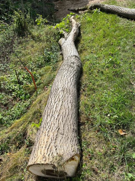 Oreh, deblo 2x PODARIM