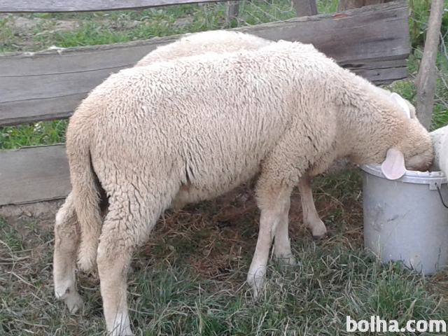 Ovce, jagnjeta, jagenčki.