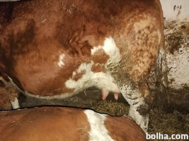 Prodam 4 krave za zakol težke od 750 do 800 kg