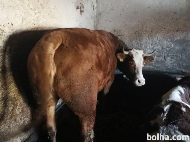 Prodam 4 krave za zakol težke od 750 do 800 kg