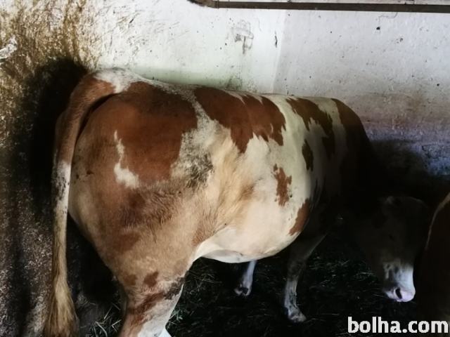Prodam 4 krave za zakol težke od 750 do 800 kg