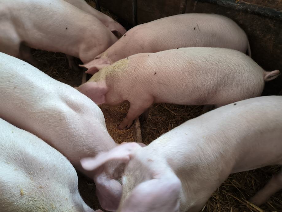 Prodam domače doma vzrejene pujse težke do 30kg. Šentjernej 041487558