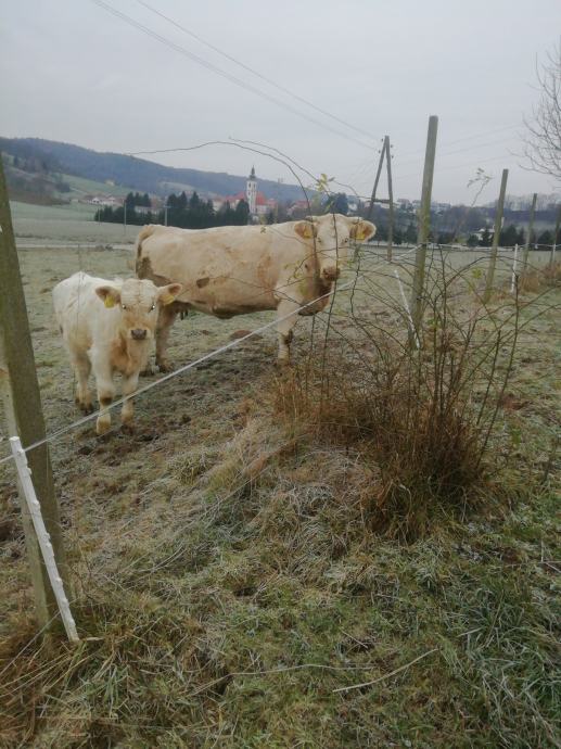 Prodam kravo šarole z teletom in plemenskega bika