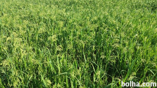 Proso za predelavo ali setev