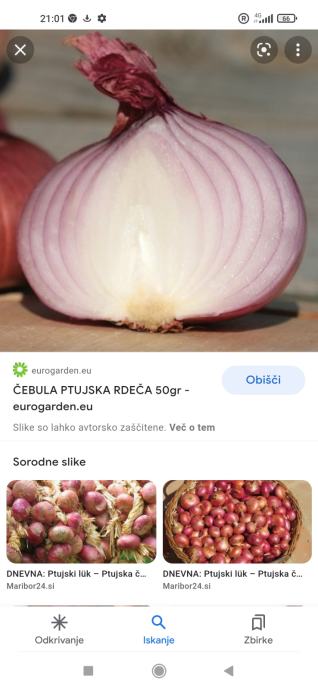 Ptujska rdeča čebula