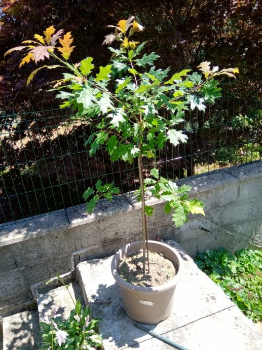 Quercus rubra kanadski močvirski severni rdeči hrast