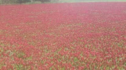 RDEČA DETELJA INKARNATKA