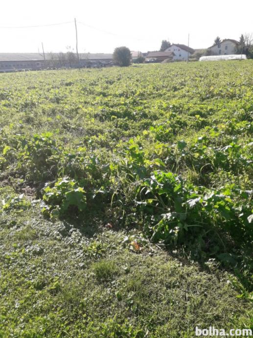 repa- Kranjska bela okrogla