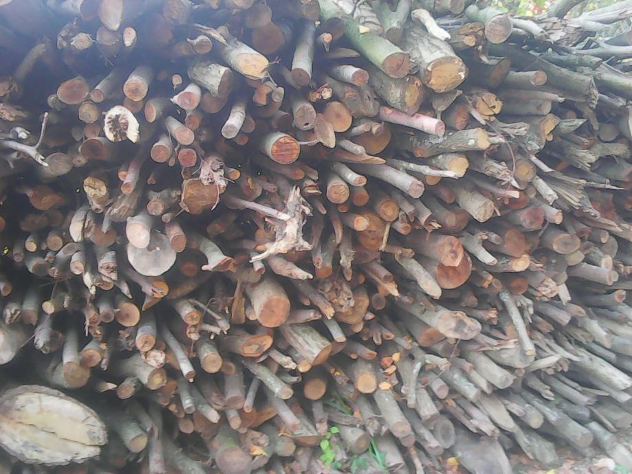 Suha drva - bukev, beli gaber, hrast - Zagorje ob Savi