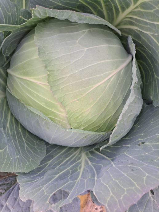 zelje za kisanje ali svežo uporabo