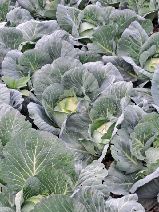 zelje za kisanje ali svežo uporabo