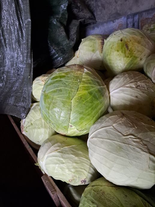 zelje za kisanje ali svežo uporabo
