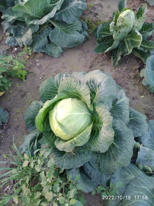 zelje za kisanje