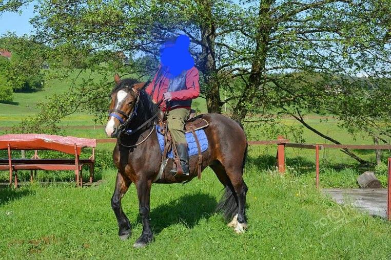 2 breji križani kobili in 3 žrebičke
