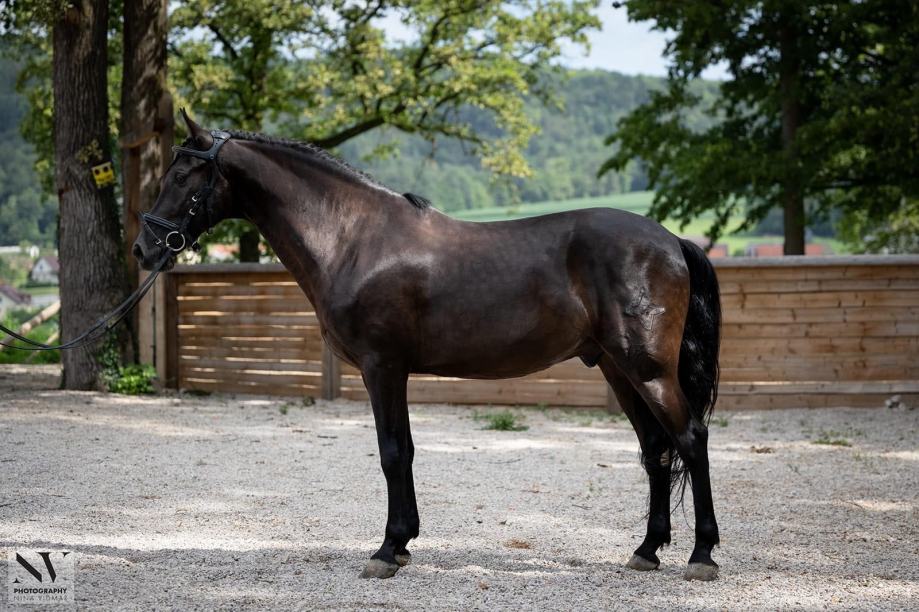 Analuzijec / PRE kastrat