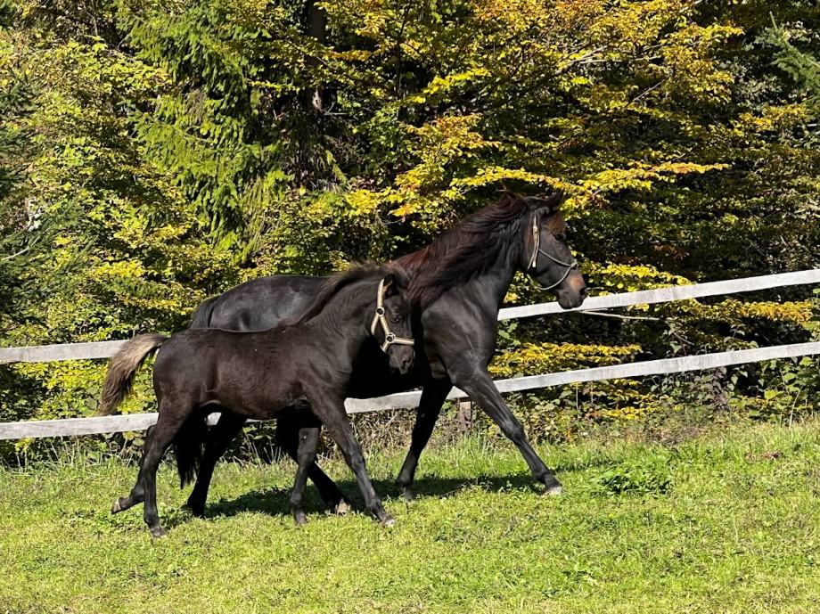Bosanski planinski konj