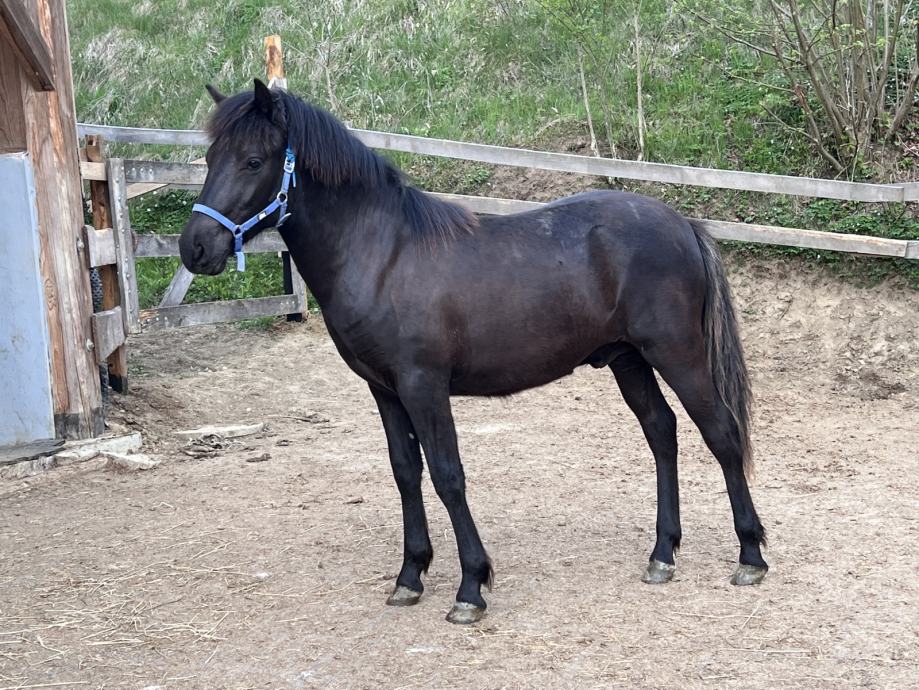 bosanski planinski konj