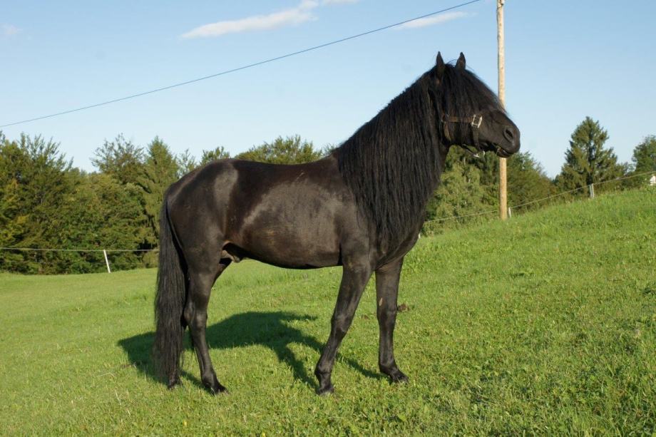 Bosansko planinski konj