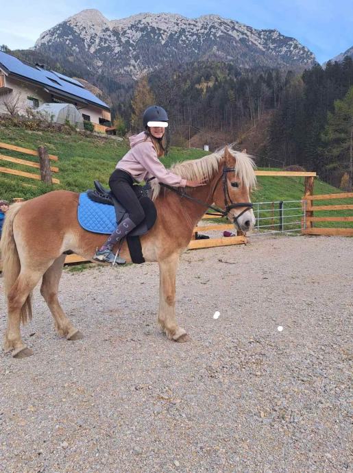 Haflinger kastrat