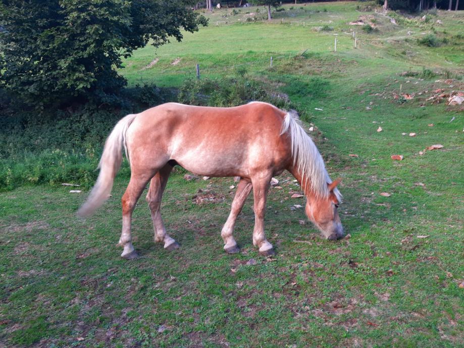 Haflinger kastrat