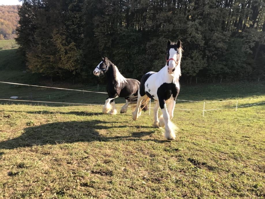 Irish cob (Gypsy vanner) 2 kastrata