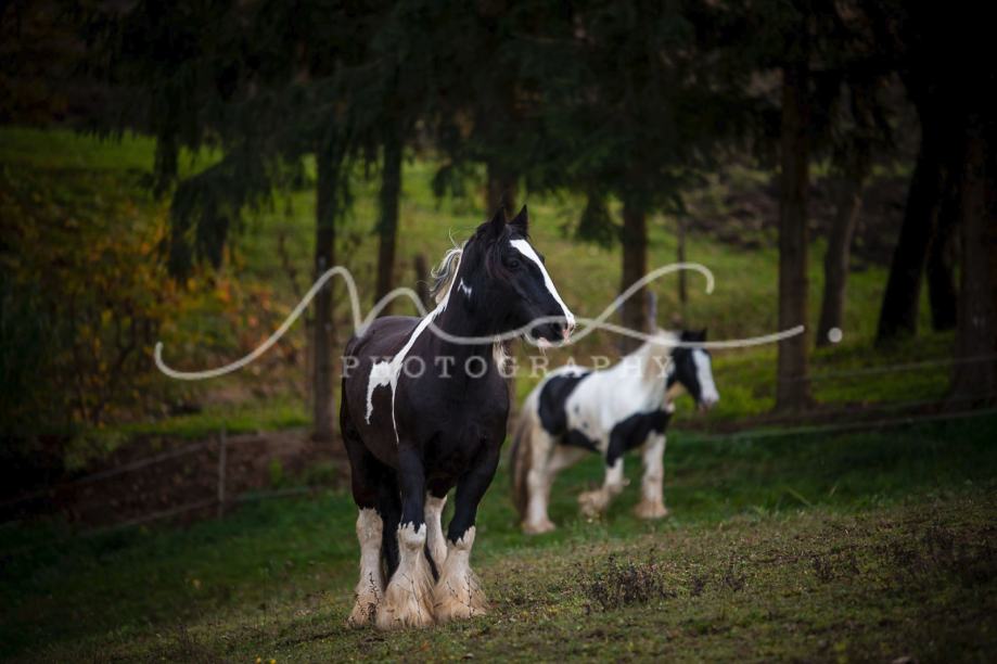 Irish cob (Gypsy vanner) 2 kastrata