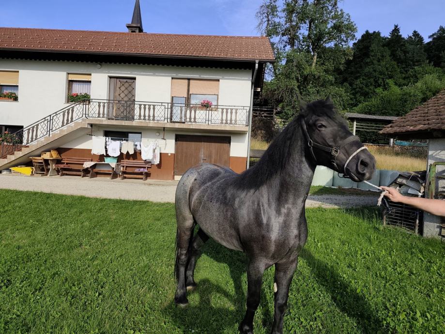 Iščem kobilo za v par