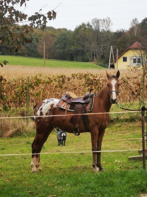 kastrat z vso opremo