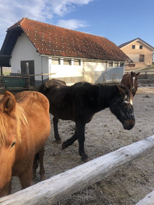 Ker na jahamo vec, prodam 2x vjahana konja in 1x 1,5 letnika.