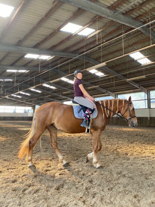 Kobila mešanka za prodajo