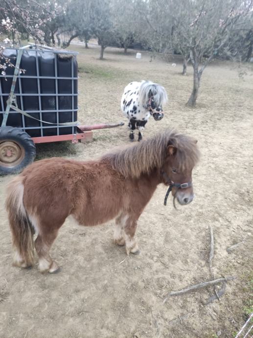 Konj Mini pony Summano