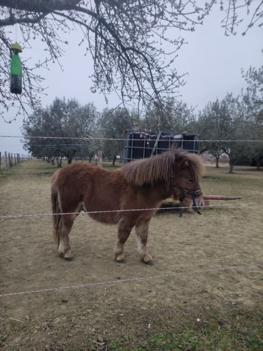 Konj Mini pony Summano