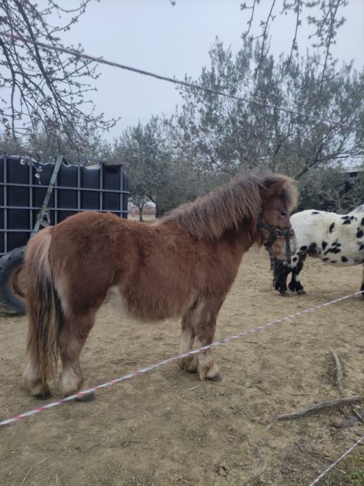 Konj Mini pony Summano