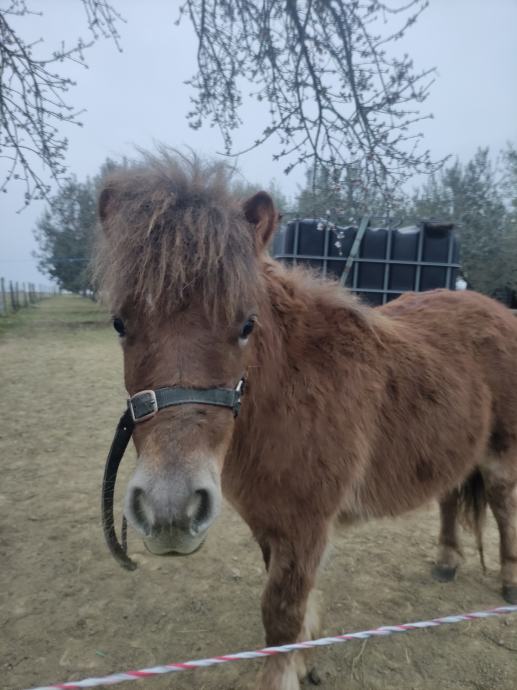 Konj Mini pony Summano