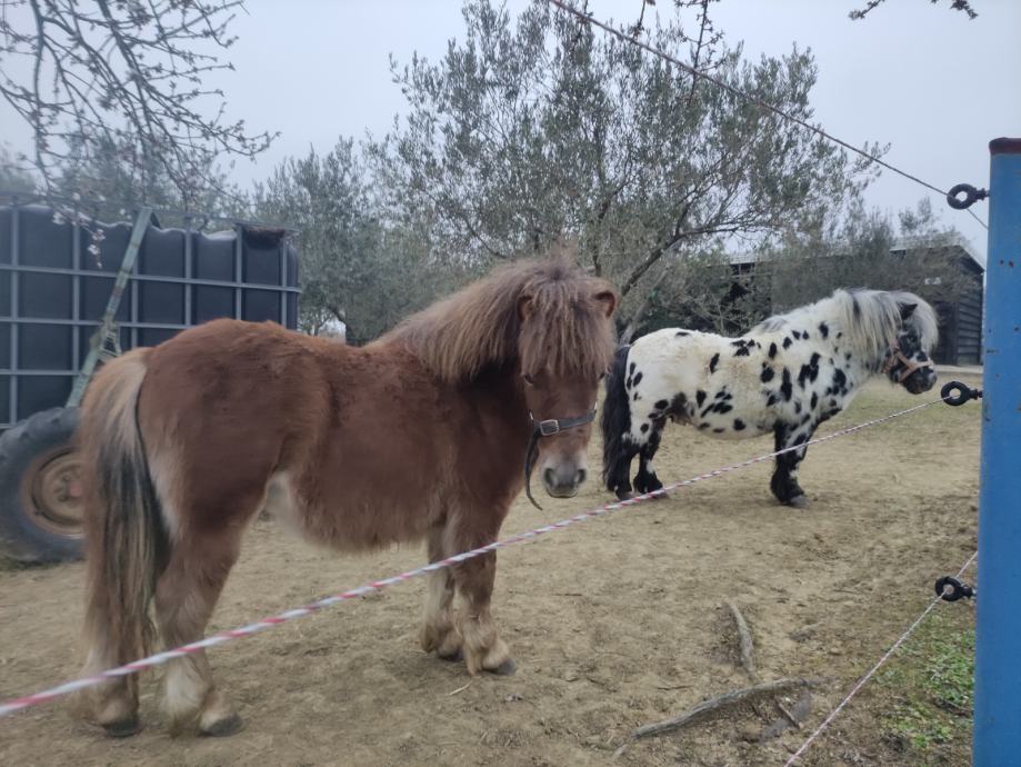 Konj Mini pony Summano