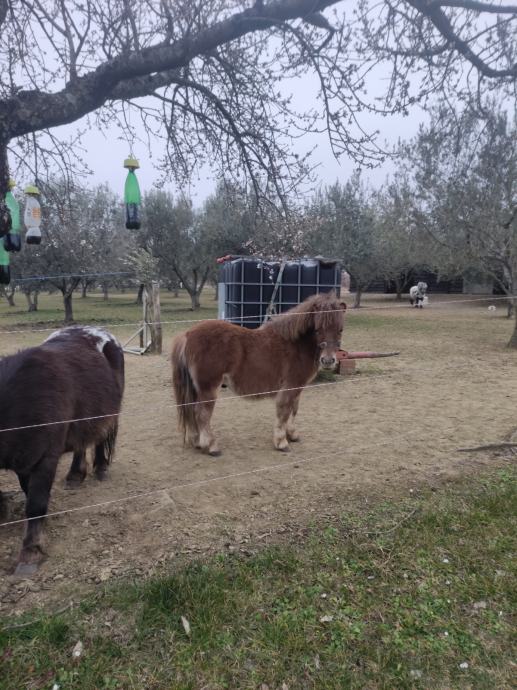 Konj Mini pony Summano