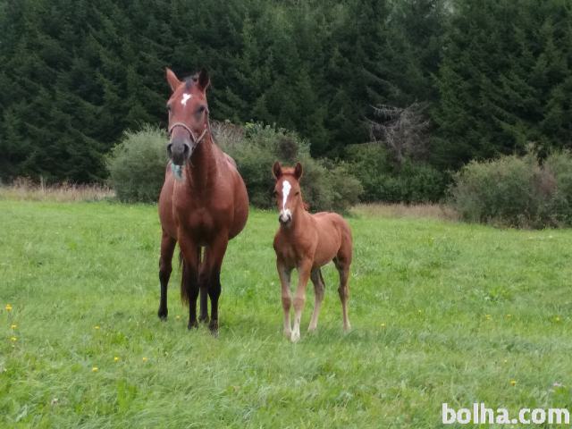 konj - prodam kobili, arabec