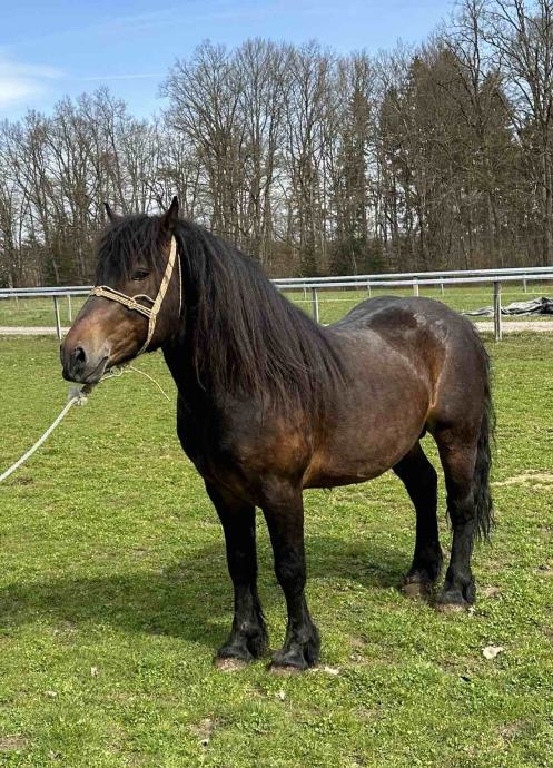 Licencirani žrebec POSAVEC