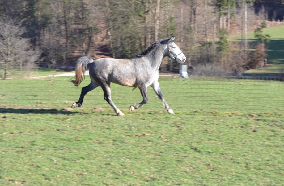Lipicanec_Conversano Capra_4leta