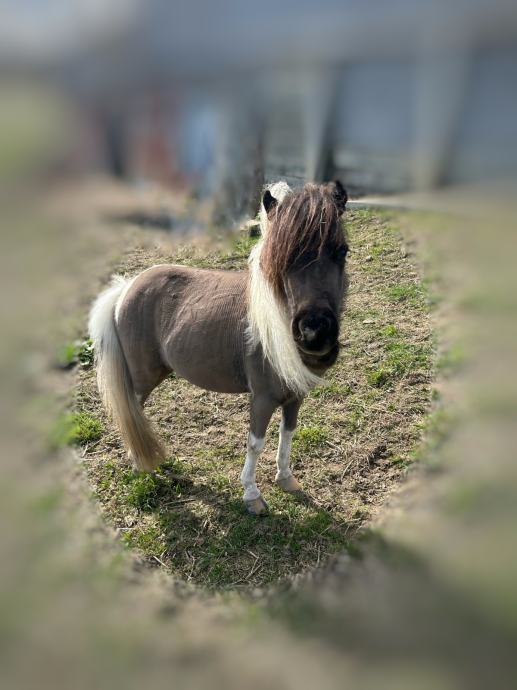 Mini poni kobilica