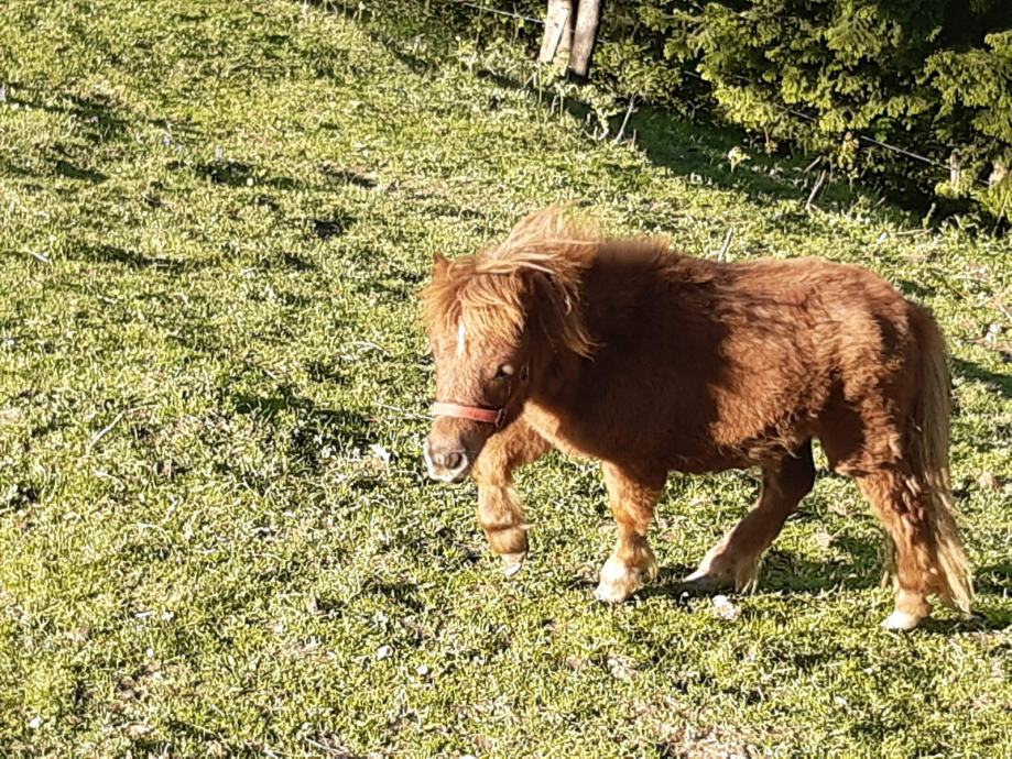 Mini poni - Setland