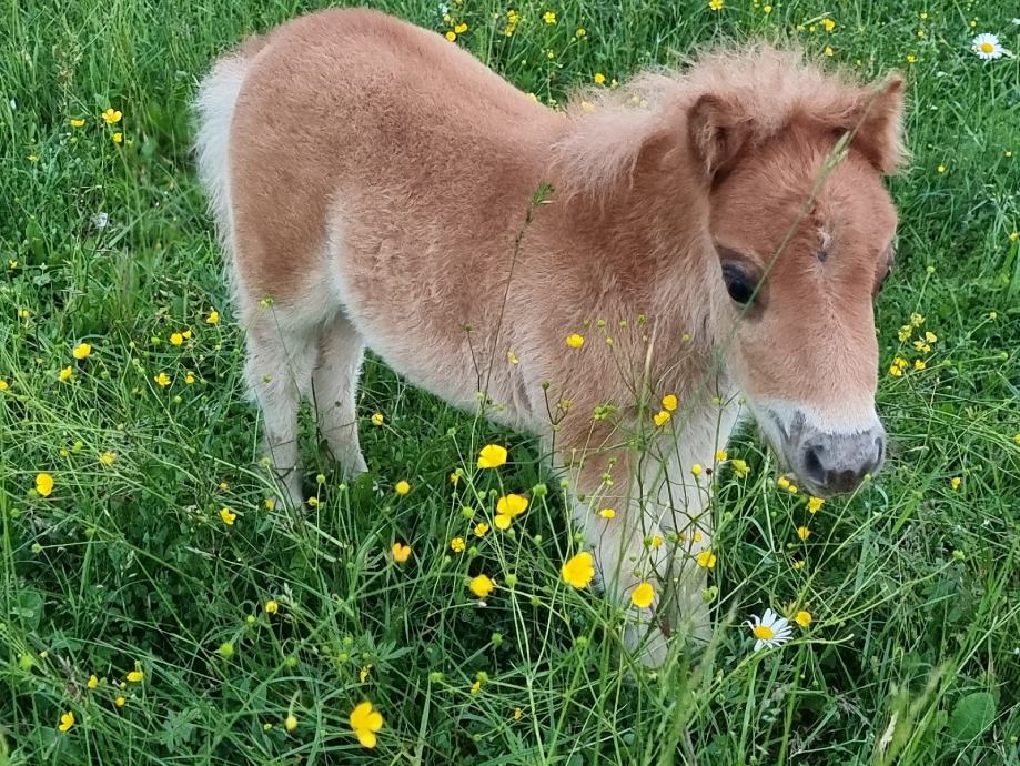 Mini poni šetland