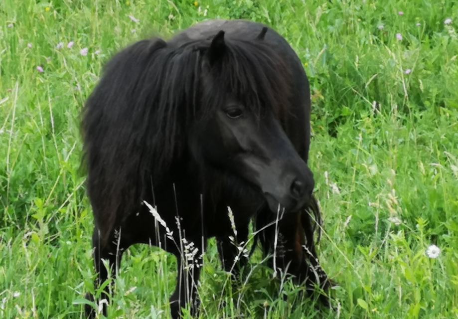 Mini šetland poni - mini shetland pony