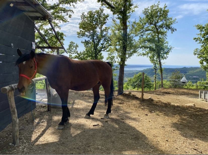Oskrba konja na obali