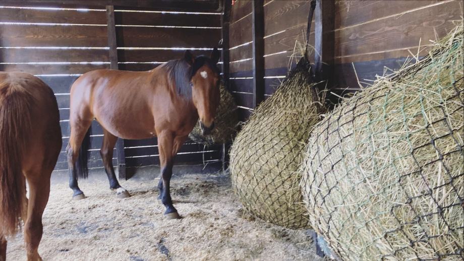 Oskrba konja na obali