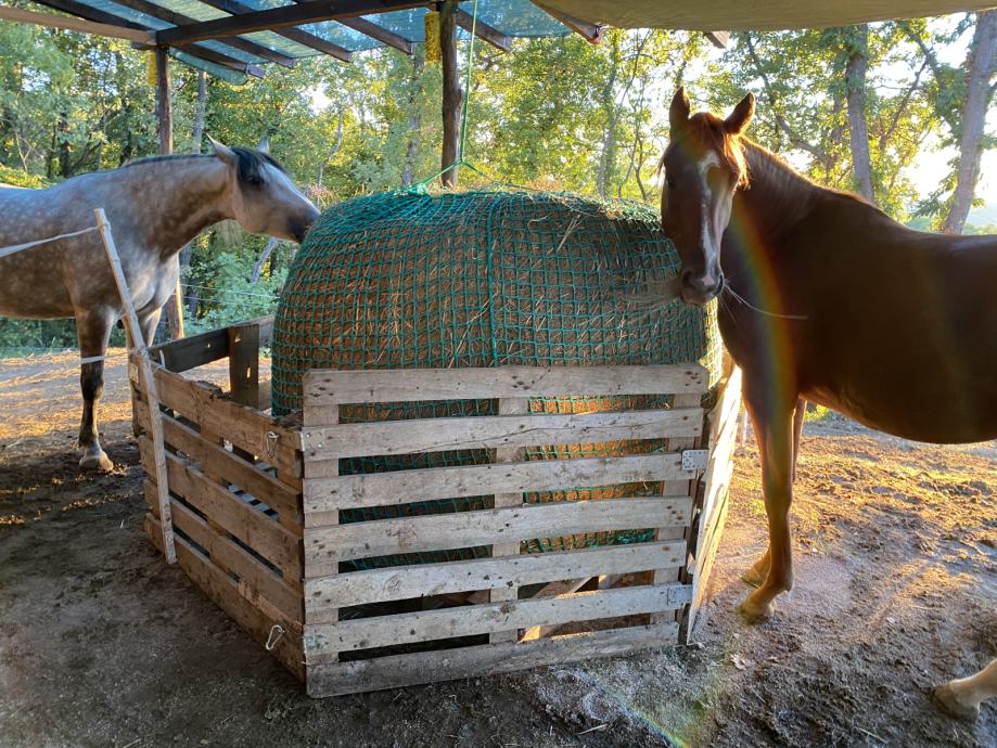 Oskrba konja na obali